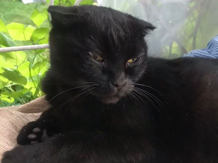 Кошка шотландка