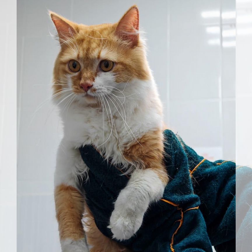 Спасли от смерти кошка, кот, котёнок