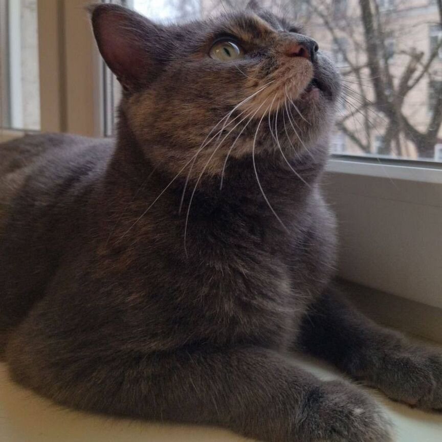 Кошка
