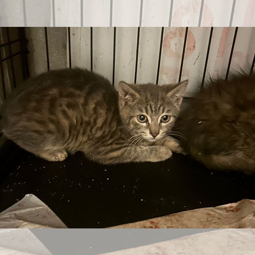 Мальчик 2,5 -3 месяца