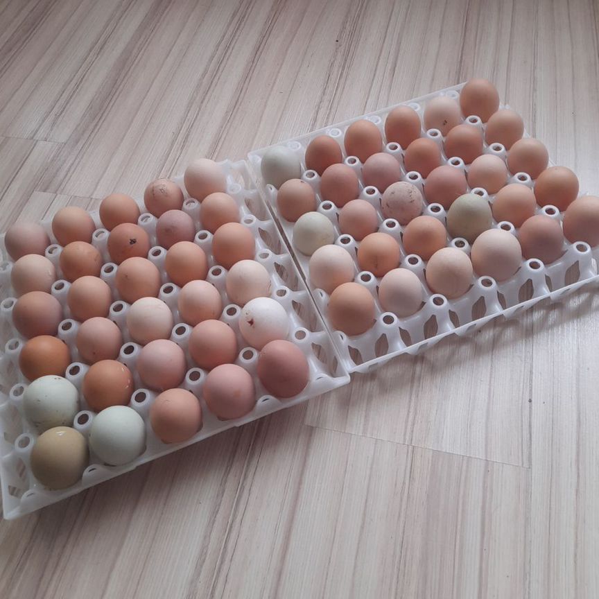 Домашние куриные яйца