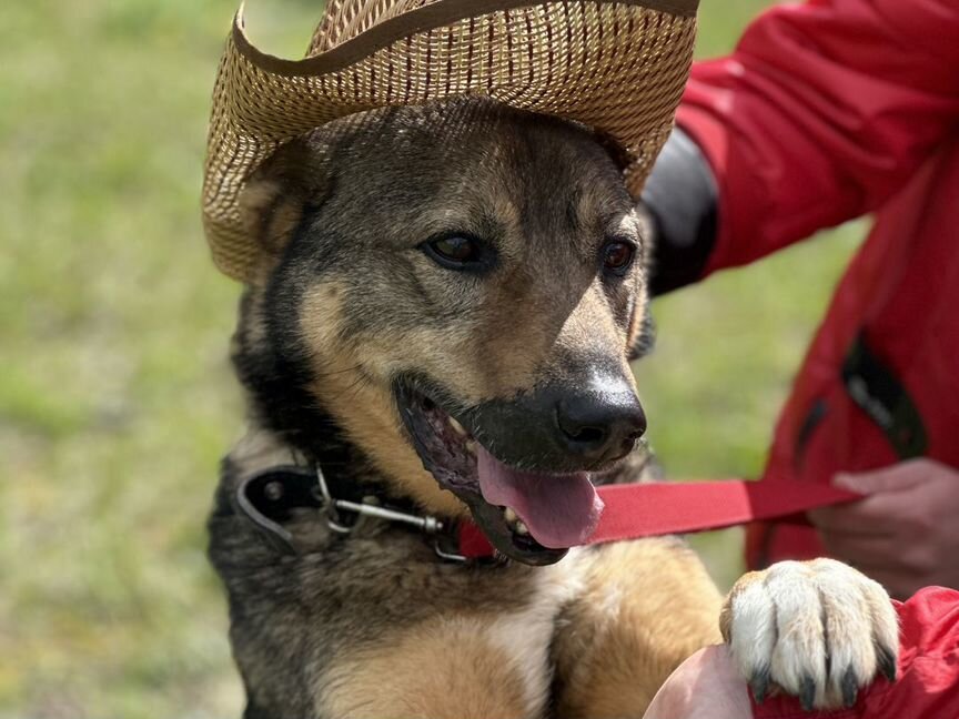 Собака из приюта