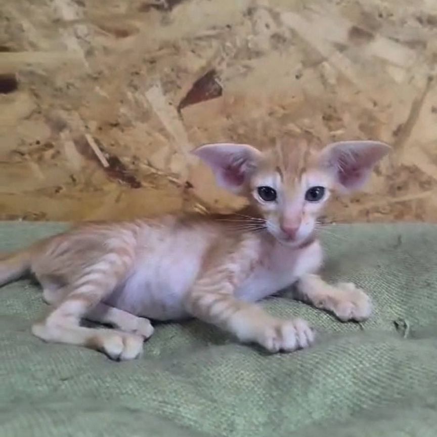 Ориентальная