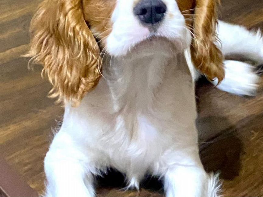 Продаются щенки ккчс