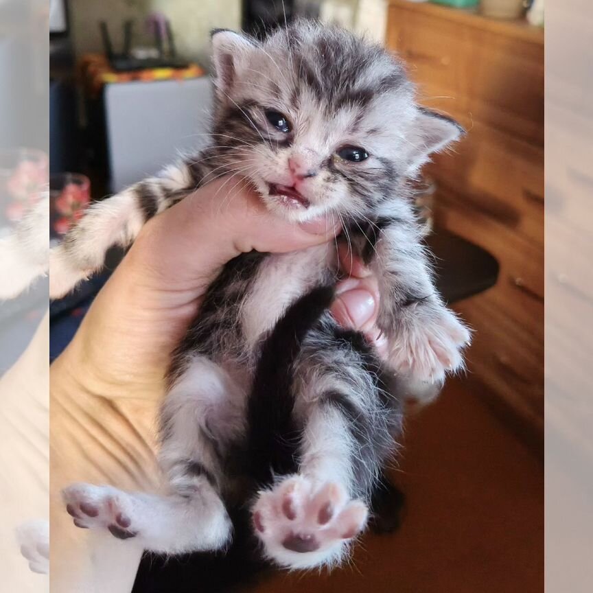 Шотландский прямоухий короткошёрстный котёнок