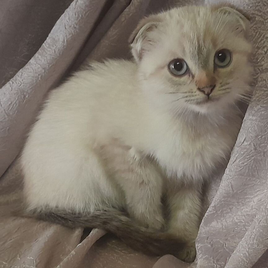 Шотландский вислоухий короткошёрстный котёнок