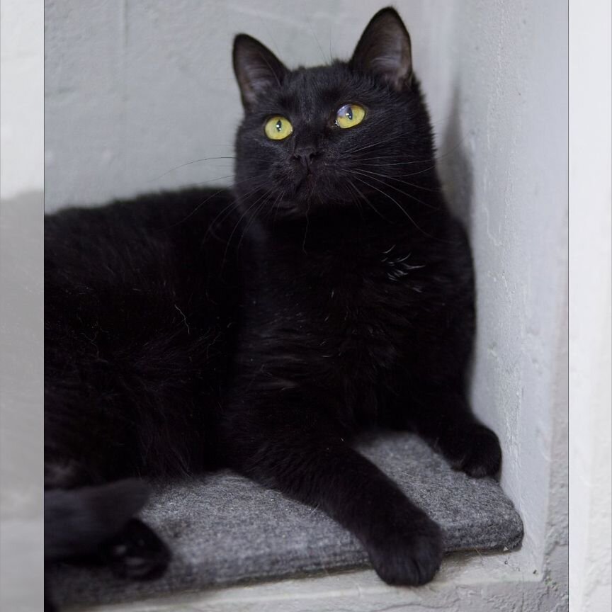 Взрослая кошка в добрые руки