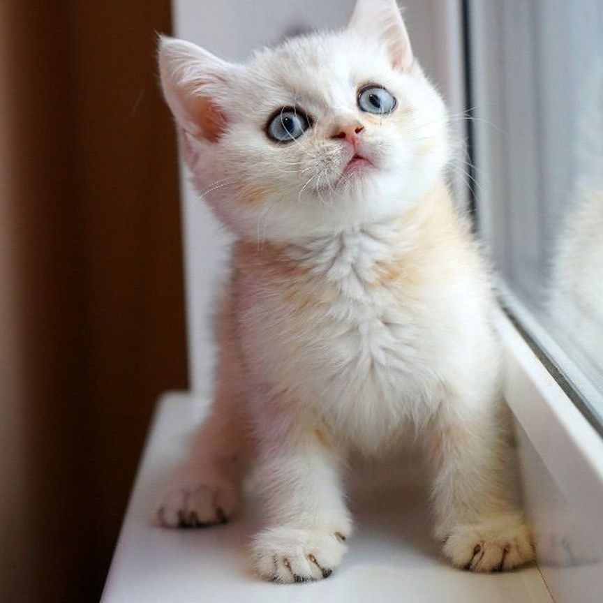 Шотландский прямоухий короткошёрстный котёнок