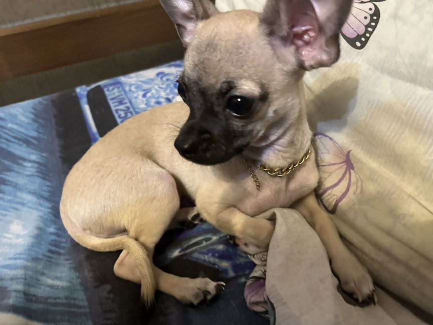 Щенок чихуахуа