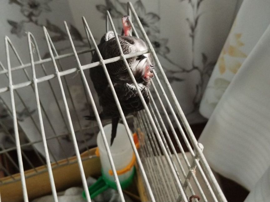 Птенец стрижа