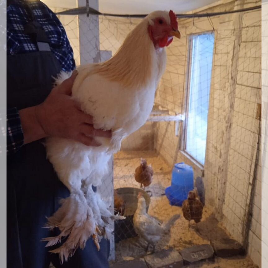 Петух Брама белый