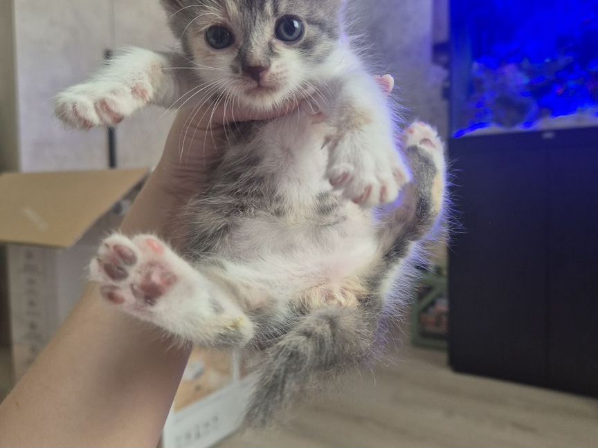 Котенок девочка ищет дом