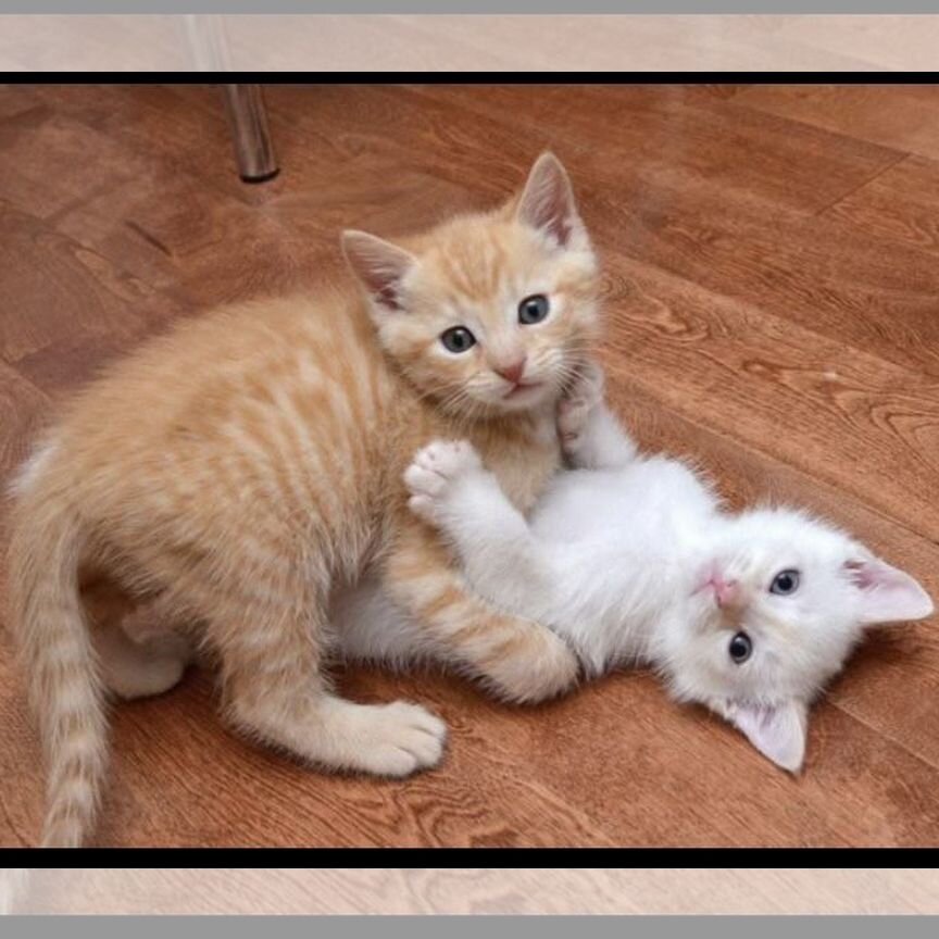 Котята в добрые руки