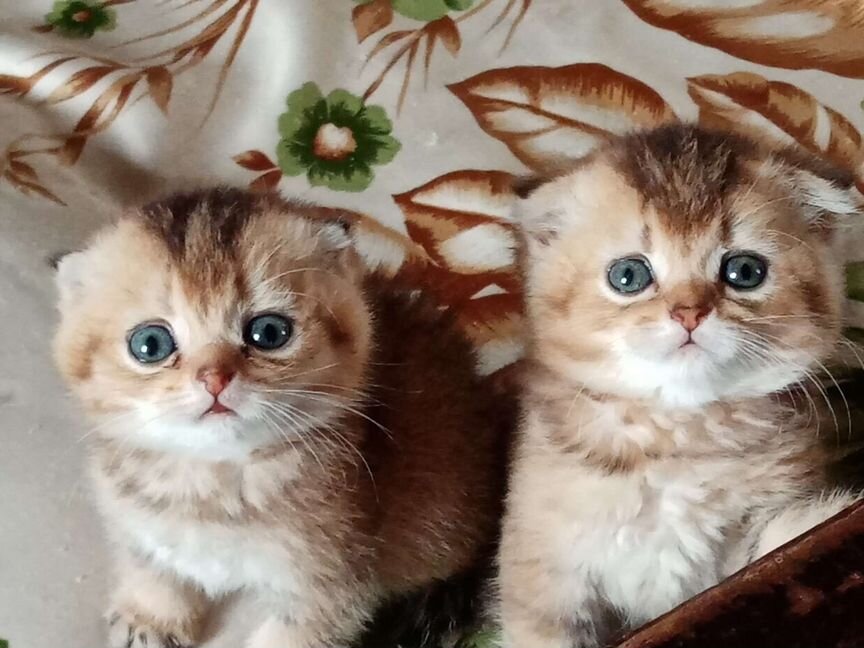 Шотландские котята