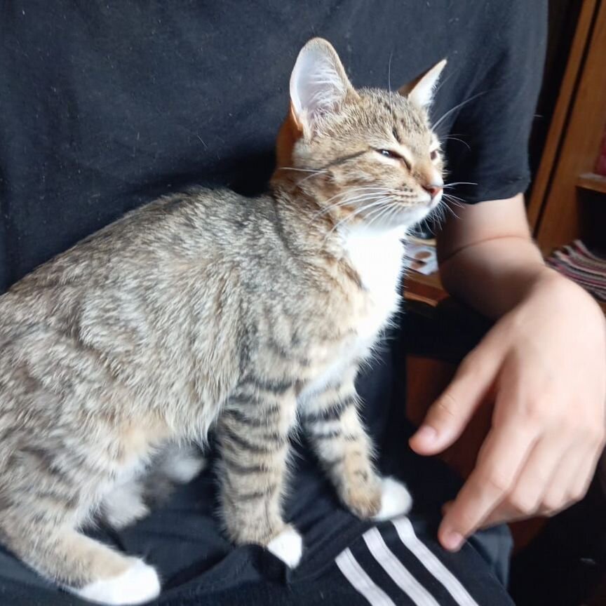 Котята в добрые руки бесплатно девочка