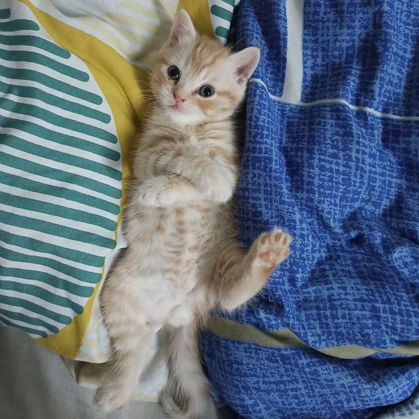 Продаю котенка