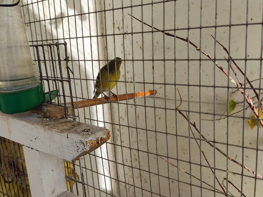 Гибрид чижа и канарейки