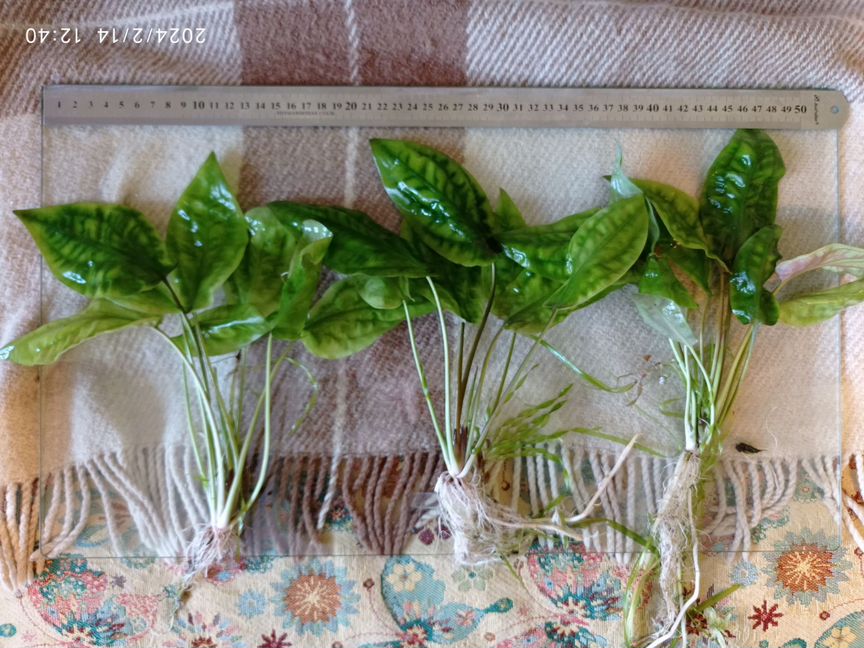 Криптокорина