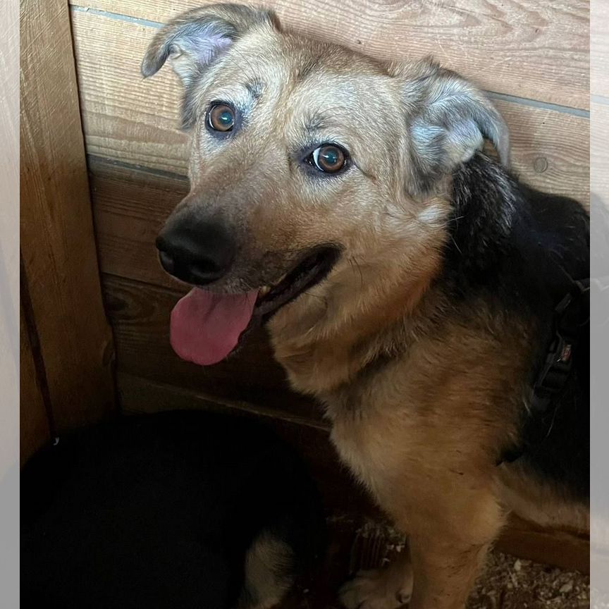 Взрослая собака в добрые руки