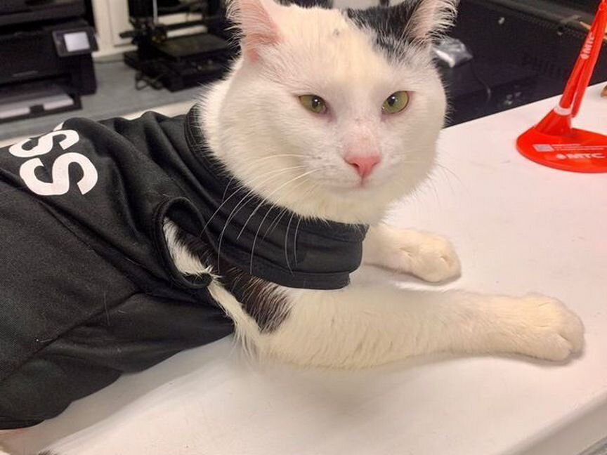 Котик на вязку