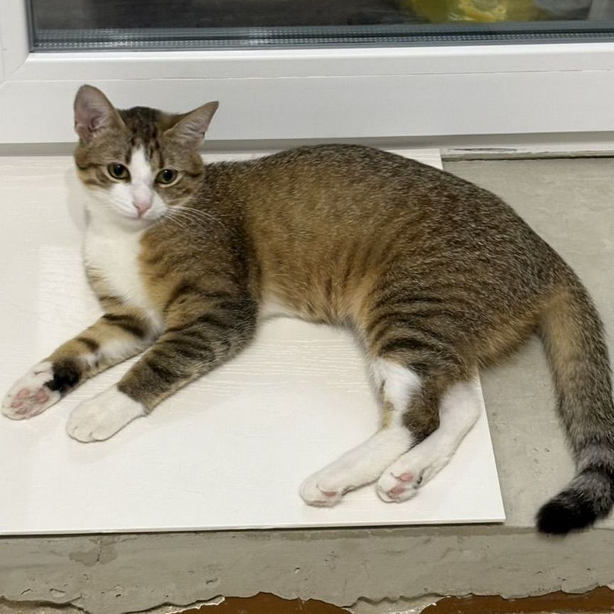 Кошка 1 годик