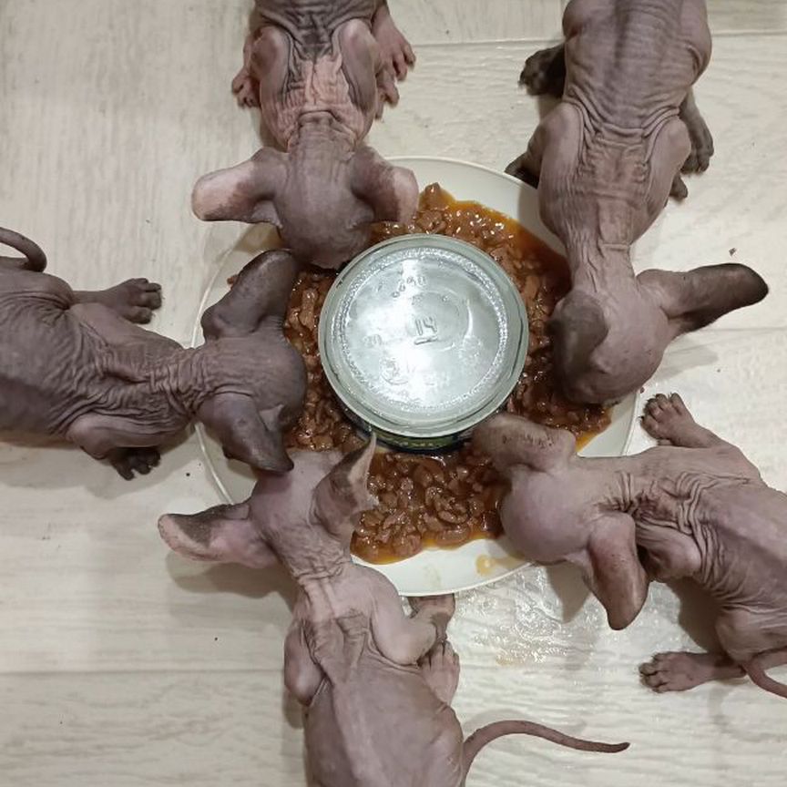 Котята сфинкс