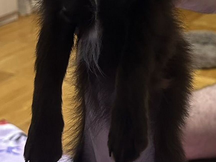 Шоколадная девочка чихуахуа 3 месяца