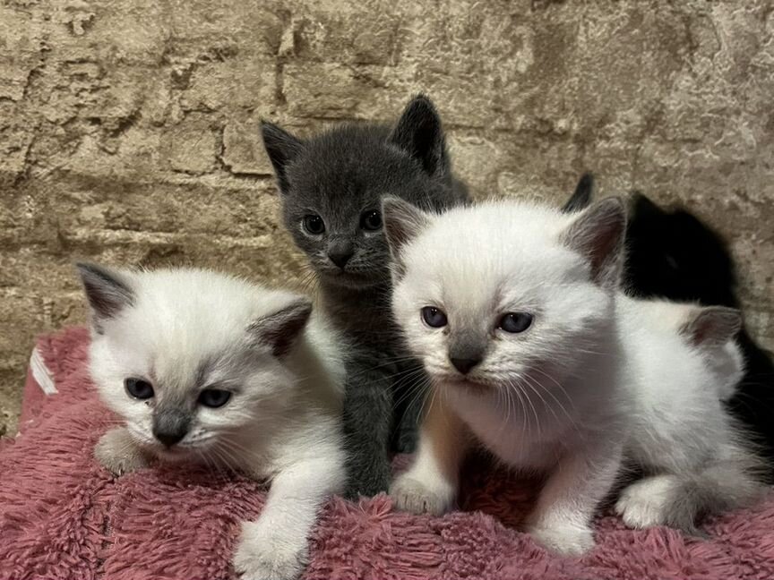 Шоколадные котята