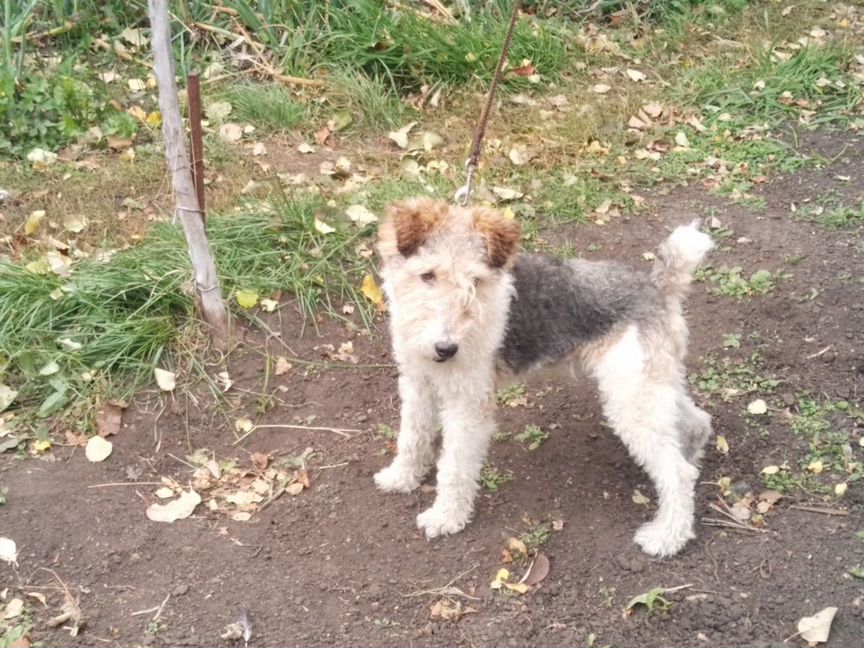 Собака Фокстерьер