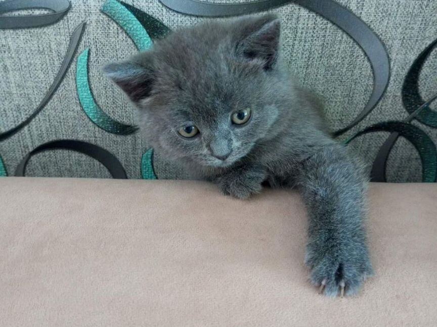 Британские котята