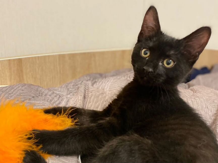 Чёрный котёнок мальчик Кай