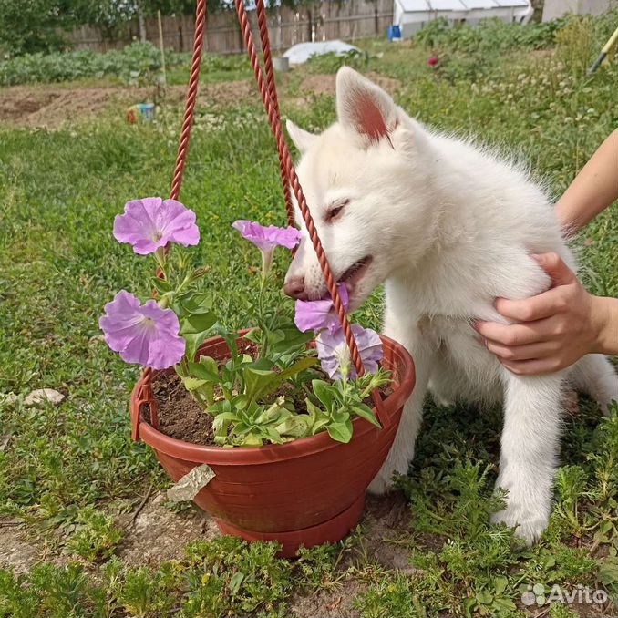 Последняя девочка Хаски