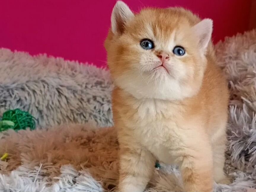 Шотландские золотые шиншиллы котята