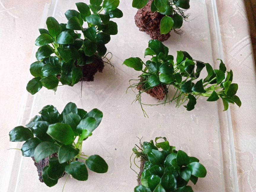 Анубиас нано петит