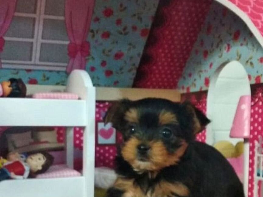 Йоркширский терьер