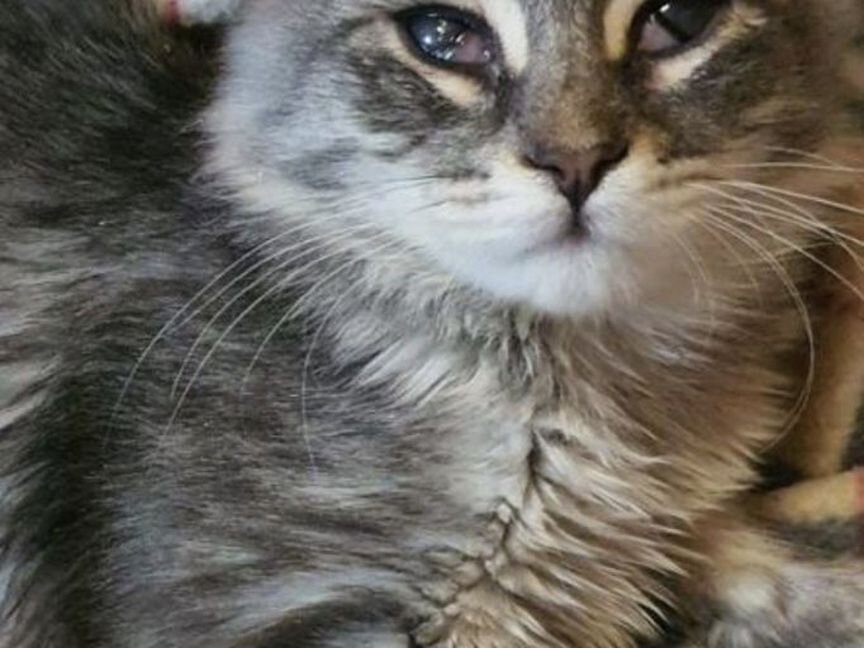 Кошка Стеша