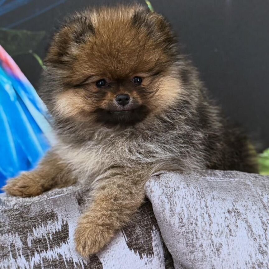 Померанский шпиц, щенок