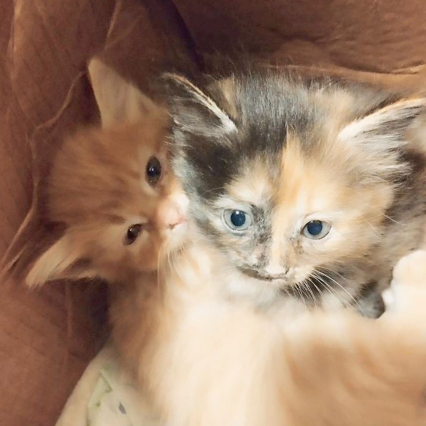 Котята, отдам в добрые руки бесплатно