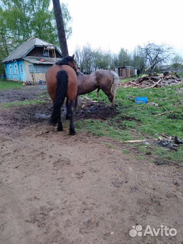 Лошади