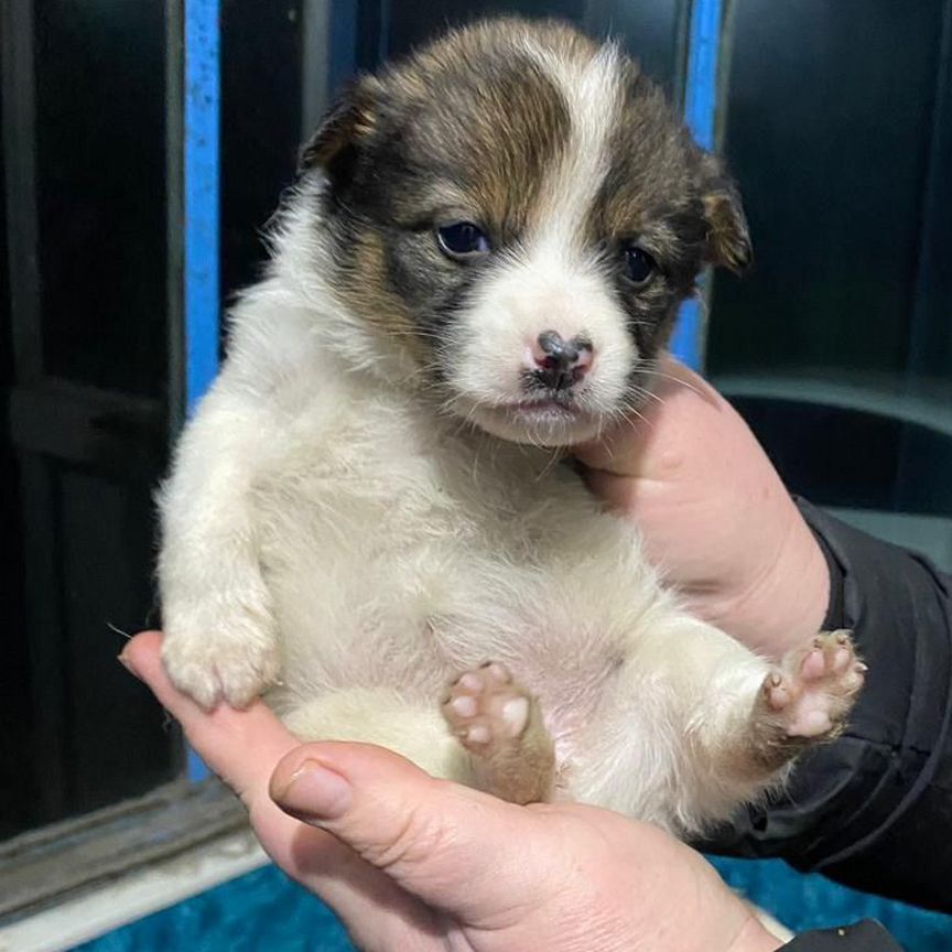 Щенок в добрые руки