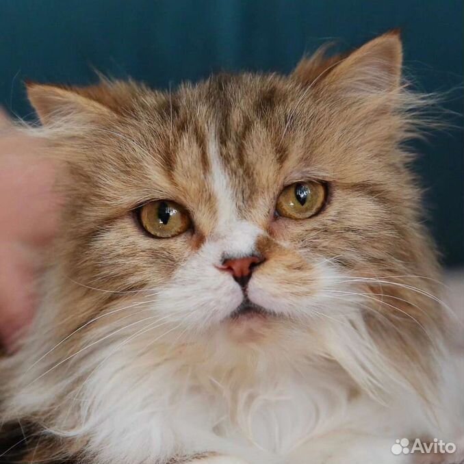 Кошечка ласковая персидская метис
