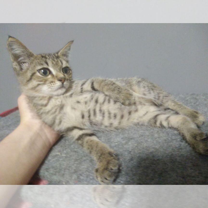 Котёнок в добрые руки
