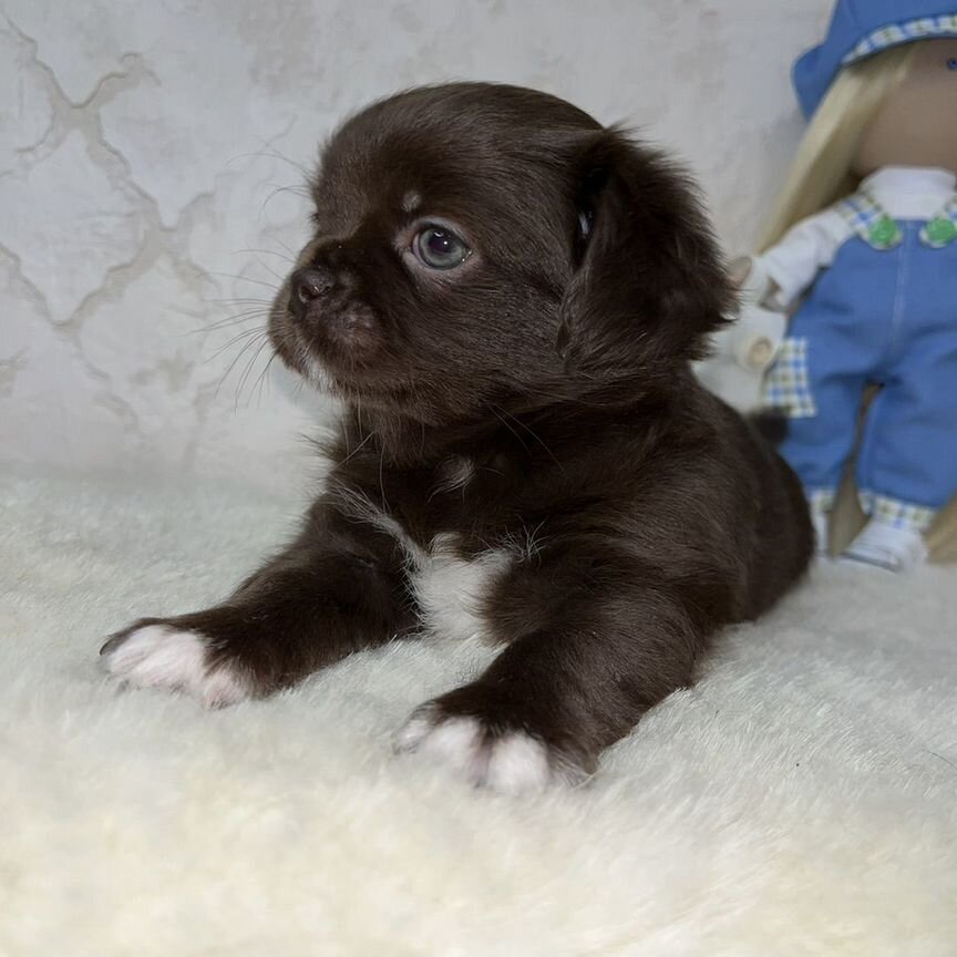 Щенки чихуахуа