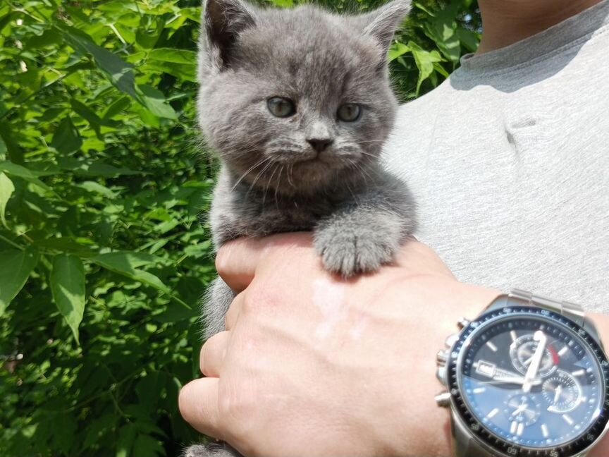 Шотландские котята вислоухие