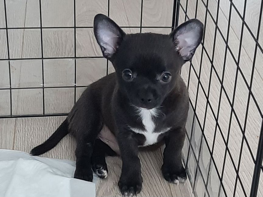 Щенок чихуахуа