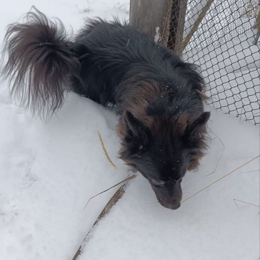 Пёсик Арчи. В самые добрые руки