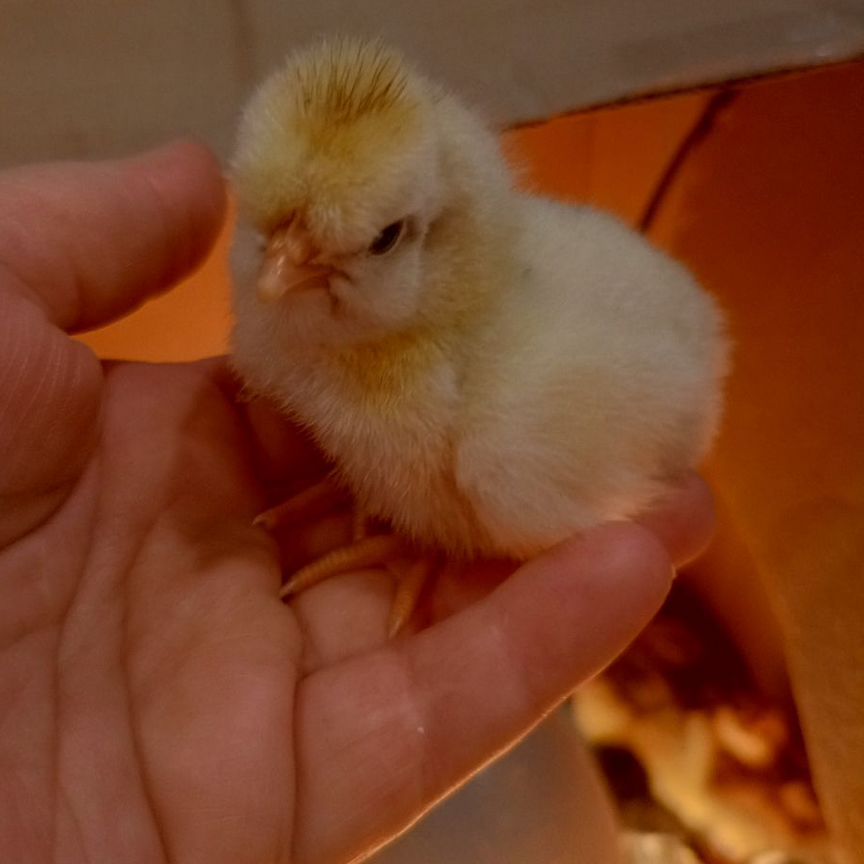 Цыплята суточные