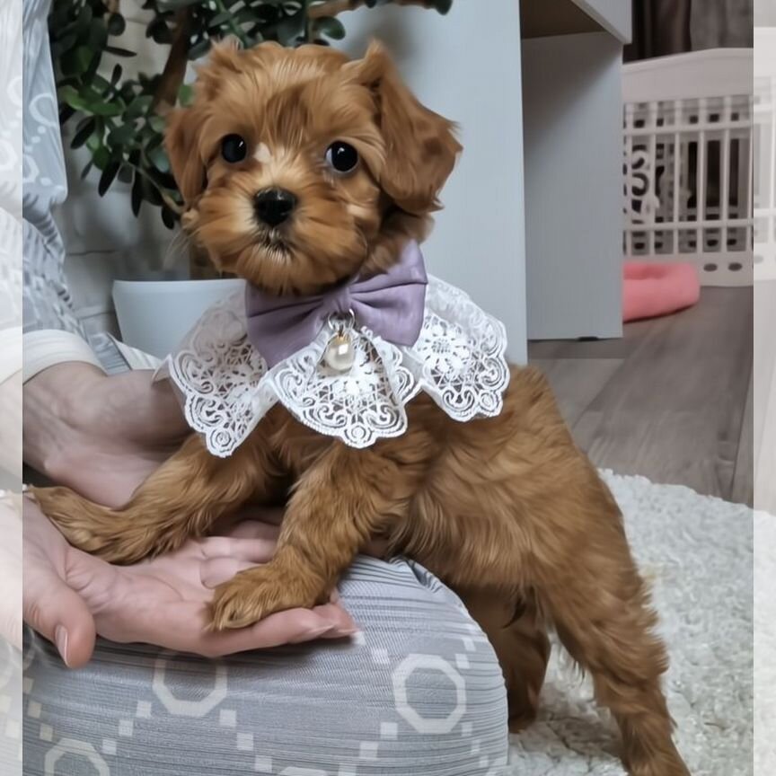 Мальтипу, щенок