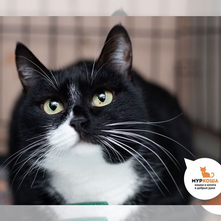 Европейская короткошёрстная, взрослая кошка из приюта