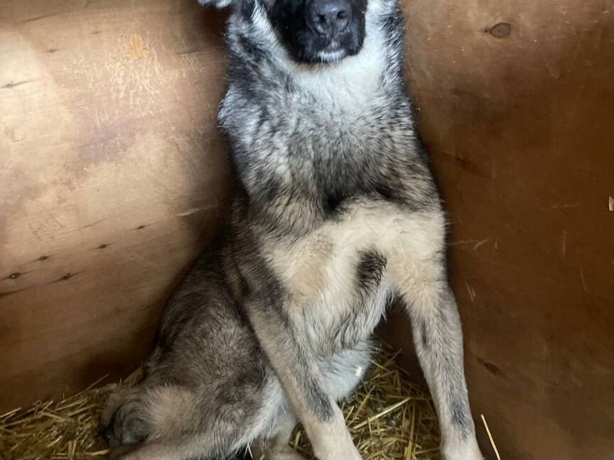 Щенок из отлова